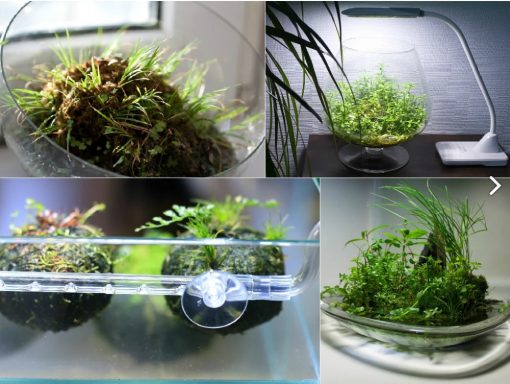 Wabi Kusa là gì? Phong cách mới đơn giản mà đẹp 2021 - Aqua Mart