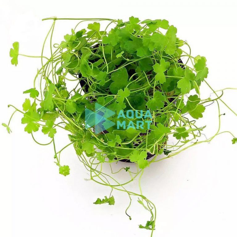 Hướng dẫn chăm sóc và cách trồng rêu java trong bể thủy sinh